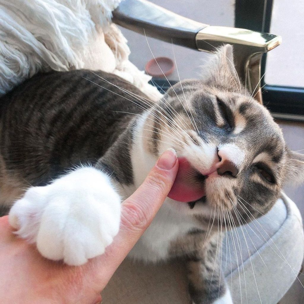 Understanding Cat Affection: How Your Pet Shows Love