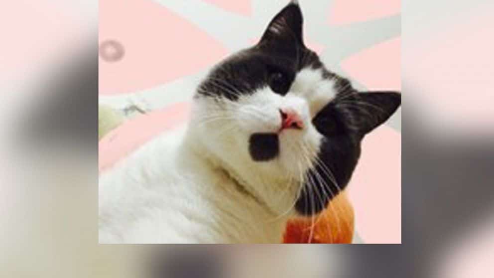 Funny Cat Videos That Went Insanely Viral