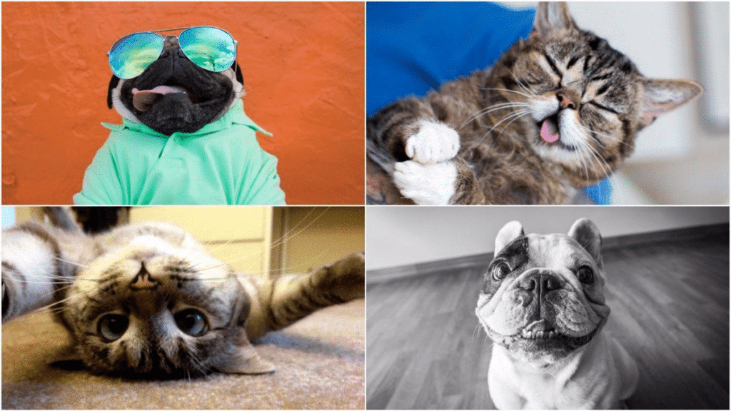 5 Pets Who Went Viral And Became Internet Sensations
